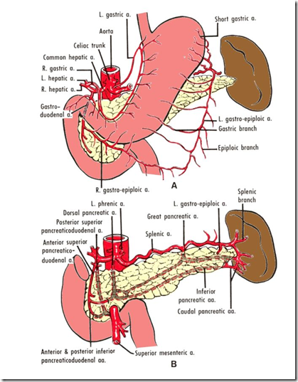 Structure of the pancrease - Medatrio